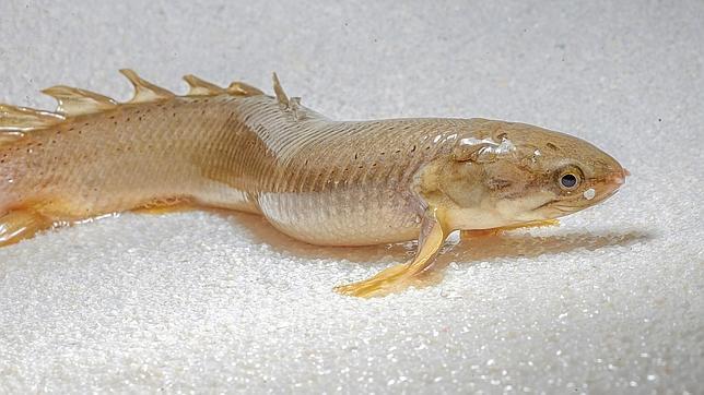 ¡El primer pez que camina! - Kebuena