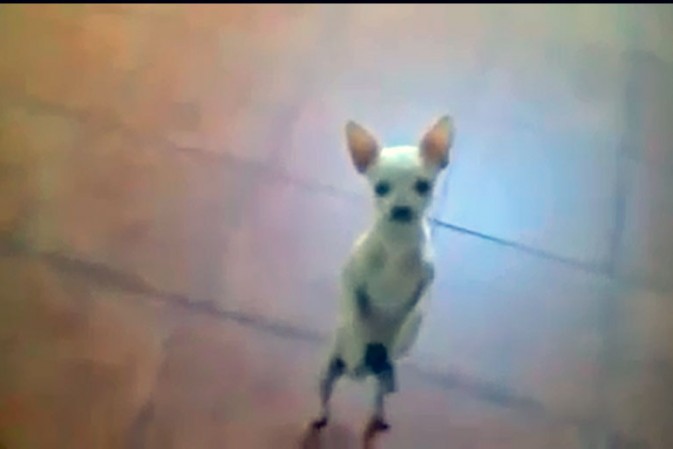 Perrito bailando salsa - Kebuena
