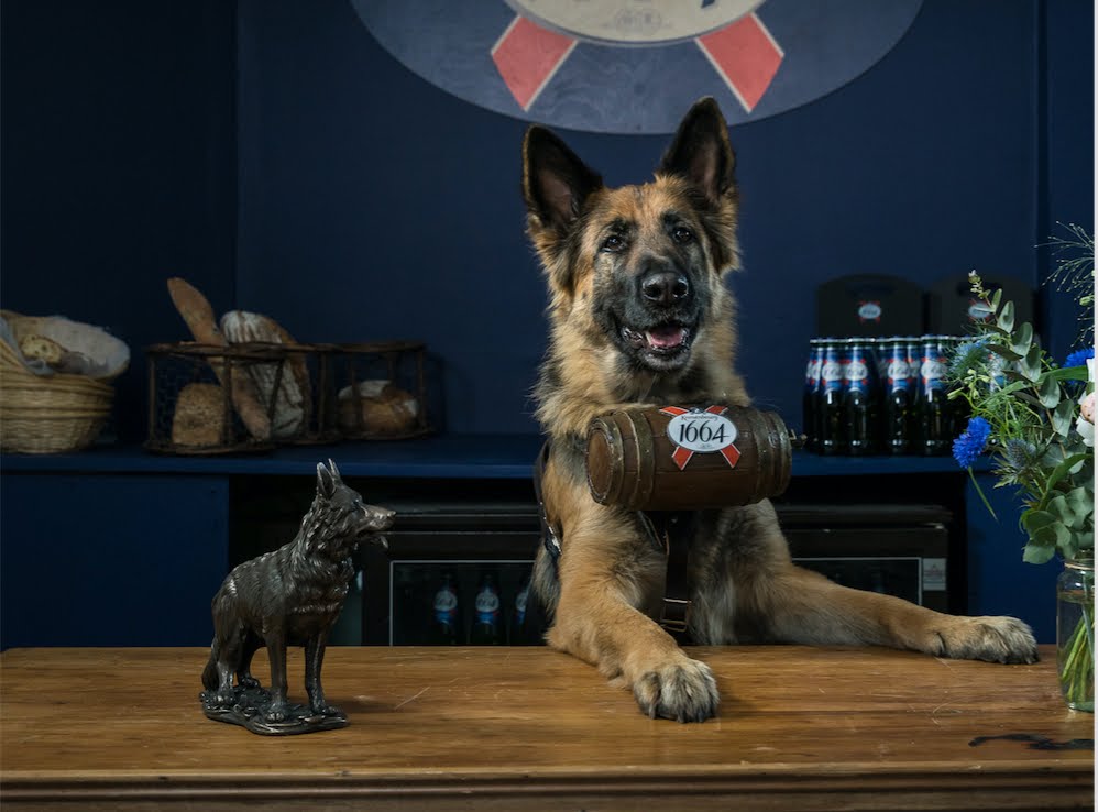 Un bar donde los meseros son perros - Kebuena