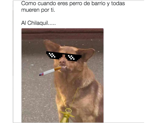 La historia detrás de los memes de 'Chilaquil' el perro más famoso del ...