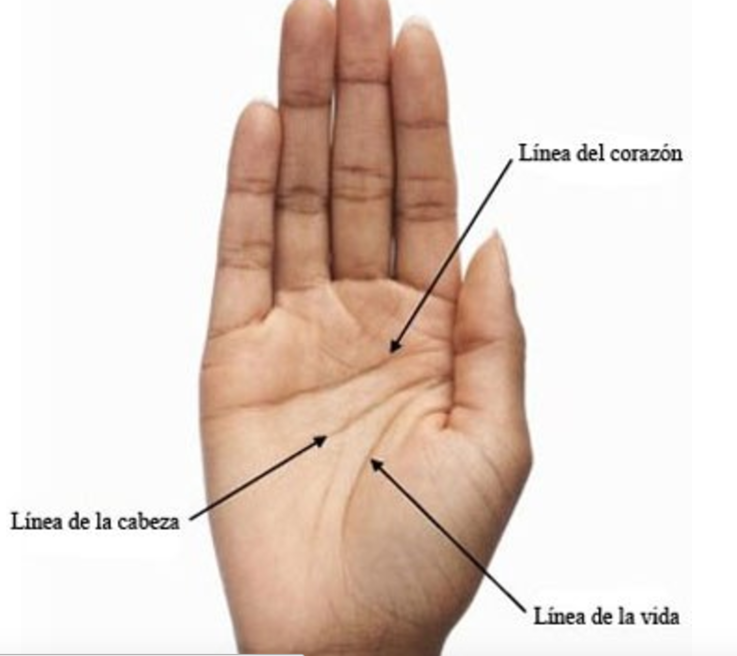Lineas de la mano que revelan información valiosa de nuestro destino ...