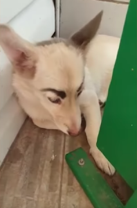 Perrito con cejas naturales es rescatado de las calles en Rusia