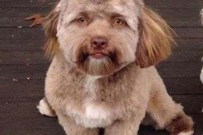 Chato Cheto Chiste: Cara de perro, fiesta de disfraces y Puerco en ...