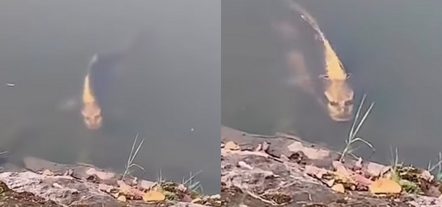 Pescado con cara de humano es captado en video en China