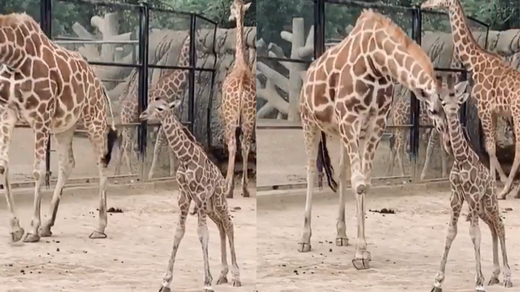 Nace jirafa en el zoológico de Chapultepec e invitan a ponerle nombre