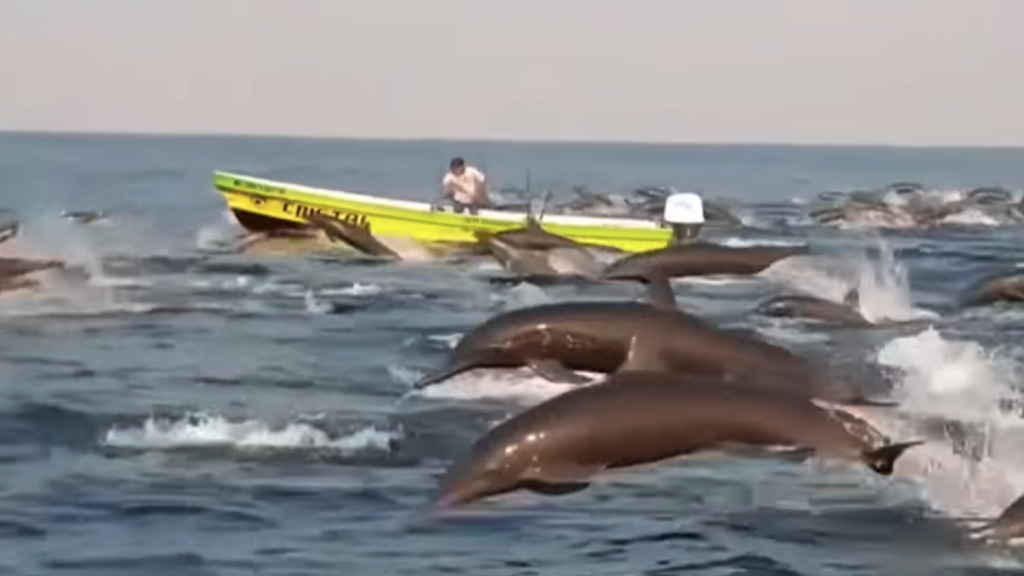 Graban a cientos de delfines jugando en las costas de Oaxaca