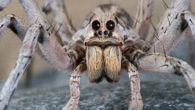 Arañas lobo mutan y se vuelven caníbales
