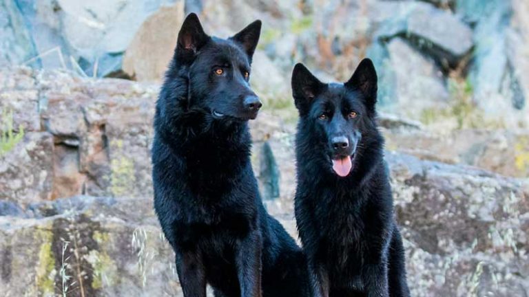 Conoce a Calupoh una raza de perro lobo mexicano