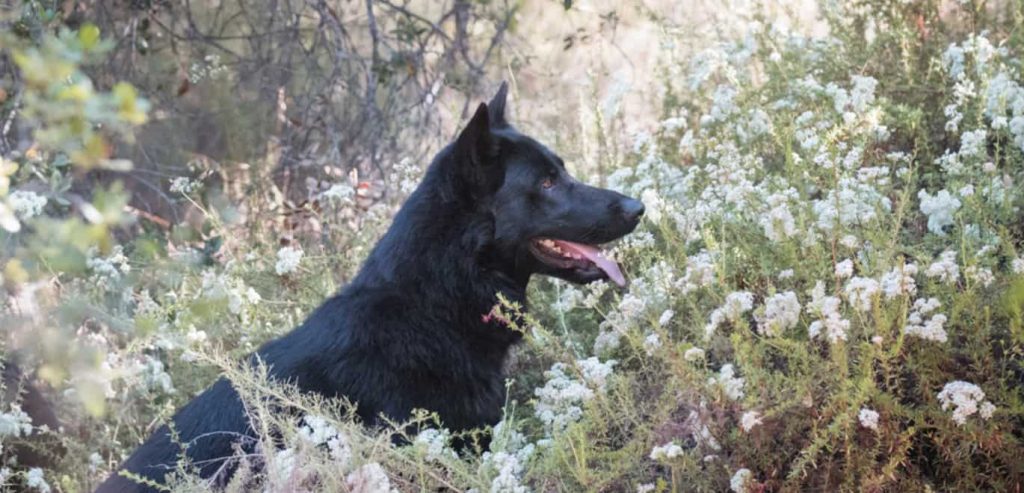 Conoce a Calupoh una raza de perro lobo mexicano