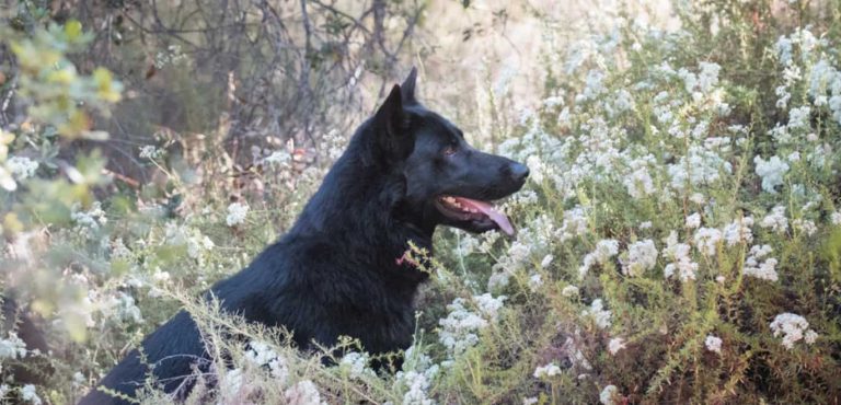 Conoce a Calupoh una raza de perro lobo mexicano