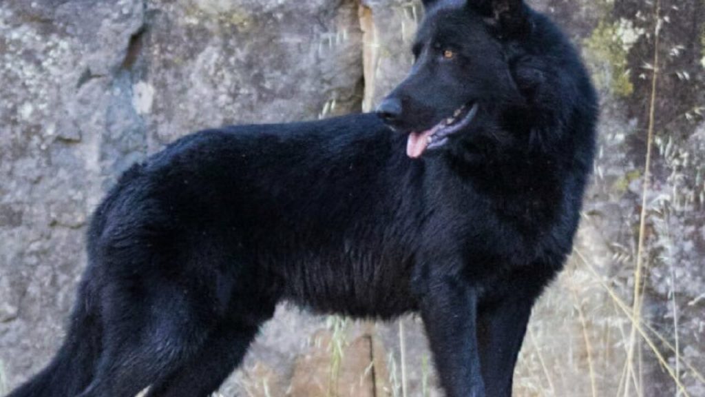 Conoce a Calupoh una raza de perro lobo mexicano
