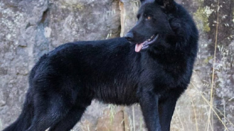 Conoce a Calupoh una raza de perro lobo mexicano