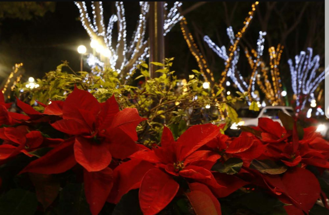 Está es la historia de la flor de NocheBuena que no conocías