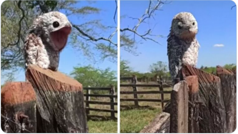 Pájaro fantasma se ha hecho famoso por su extraño canto
