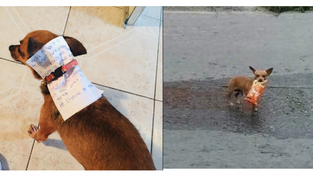 El meme de la perrita que mandan a la tienda y que se hizo viral