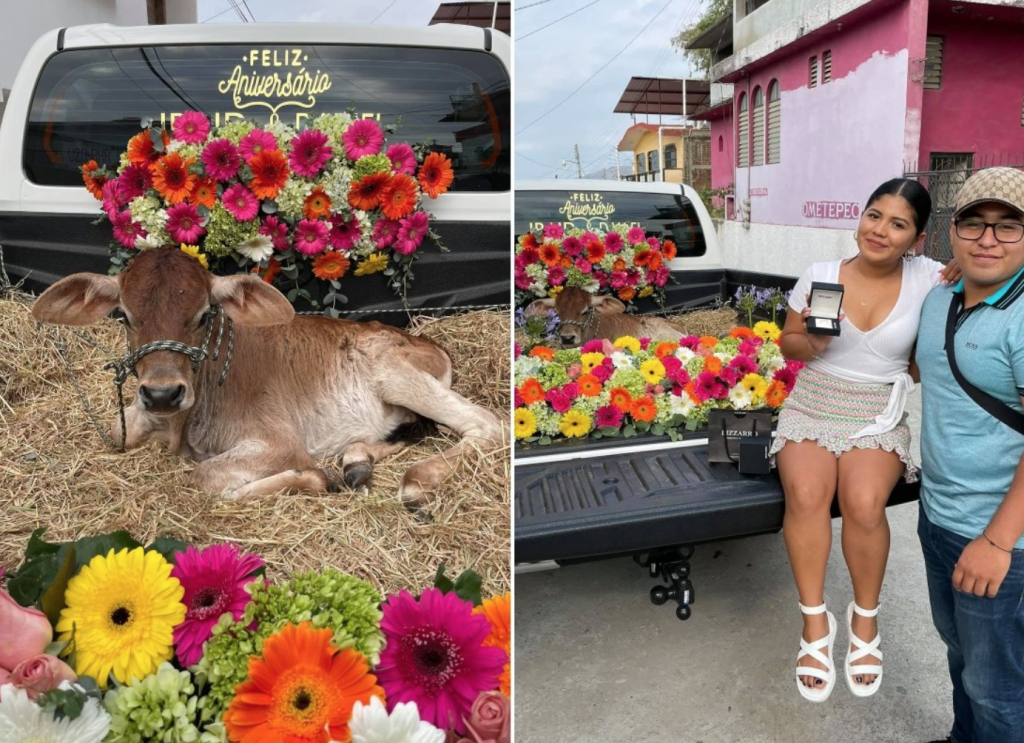 Novio le regala un becerrito a si novia en aniversario y se hace viral