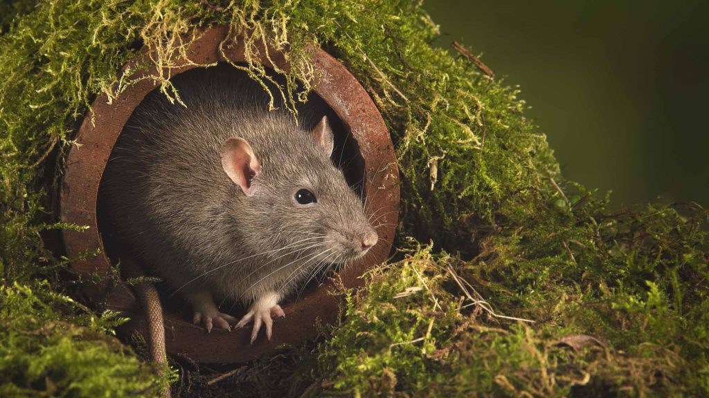 Magawa la rata “buscaminas” más famosa se jubila después de 5 años ...