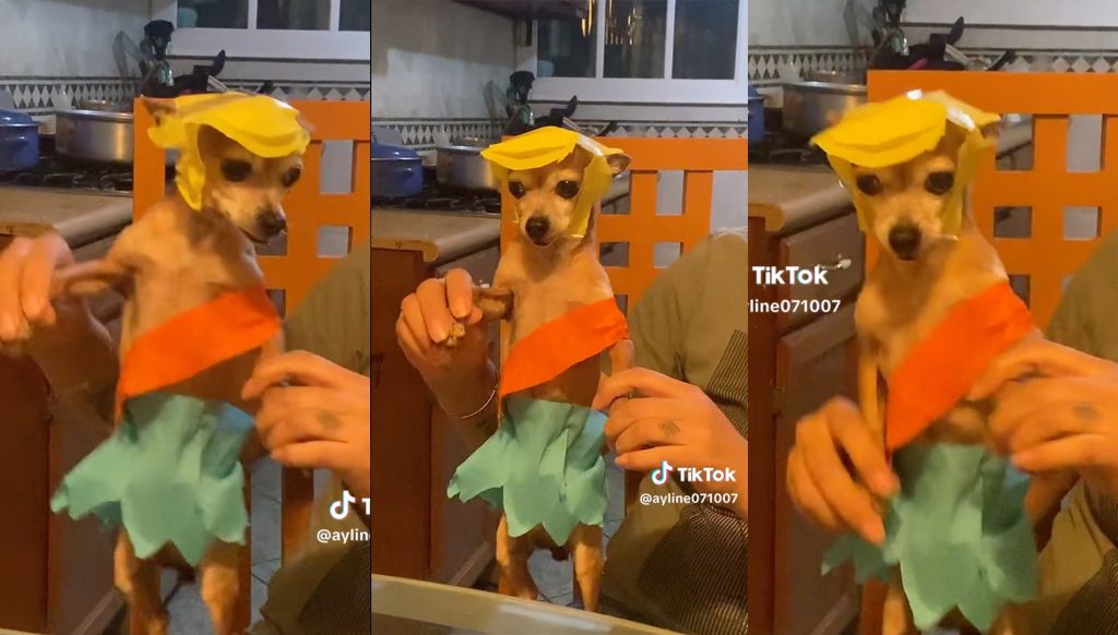Perrito se hace viral por imitar a Medio Metro con su "Paso Del Cabeceo"