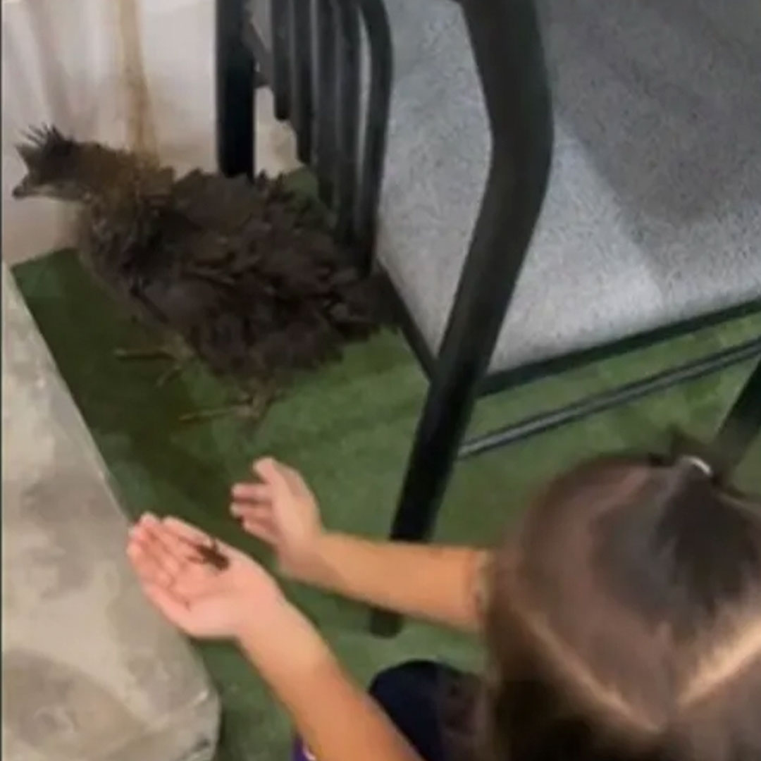 Pequeña niña le presentó su grillo mascota a su gallo y él se lo come l ...