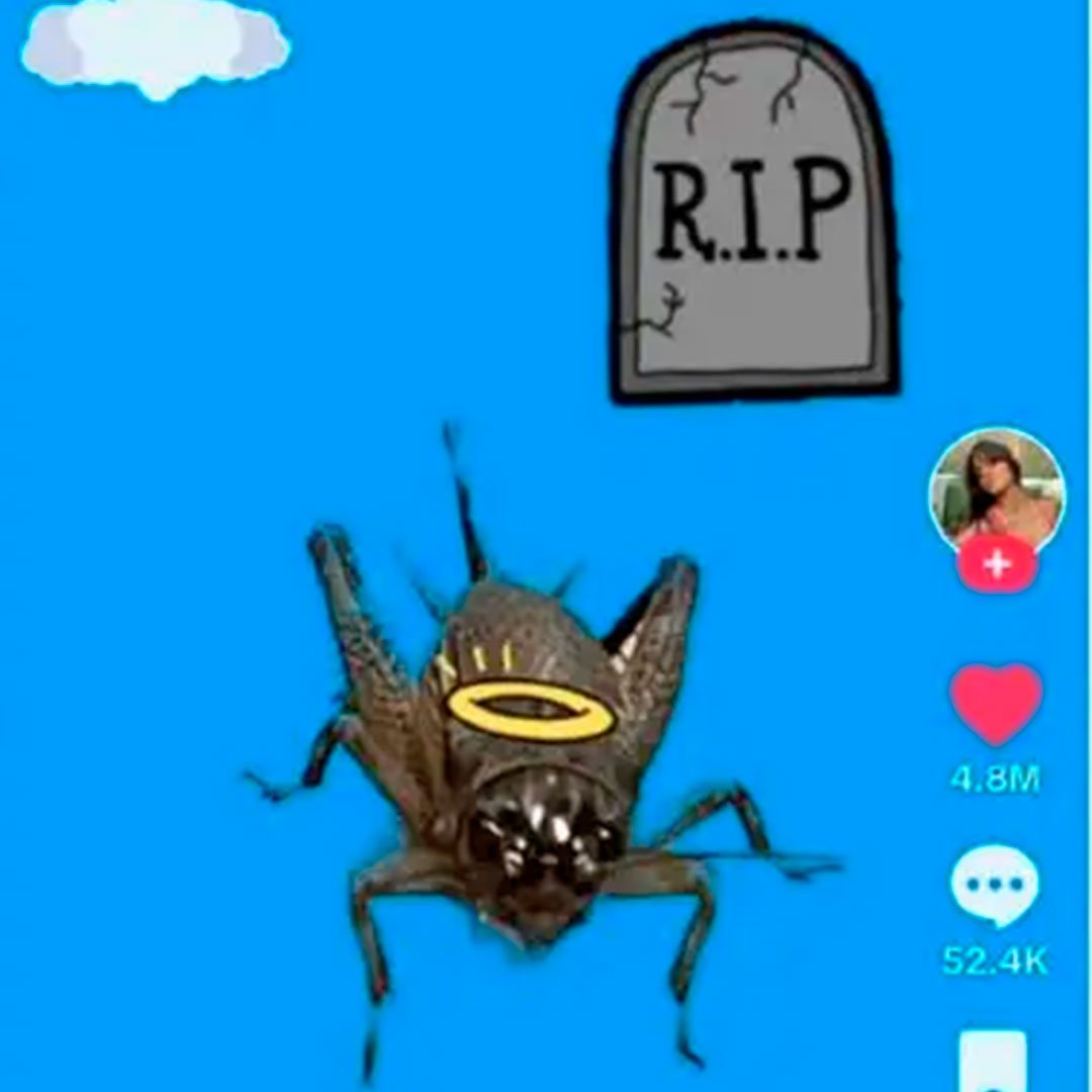 Pequeña niña le presentó su grillo mascota a su gallo y él se lo come l ...