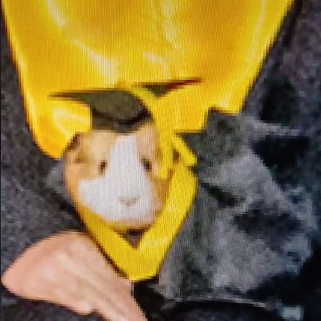 Cuyo se cuela en foto de graduación y lo llaman ”Licenciado Cuy” | VIDEO