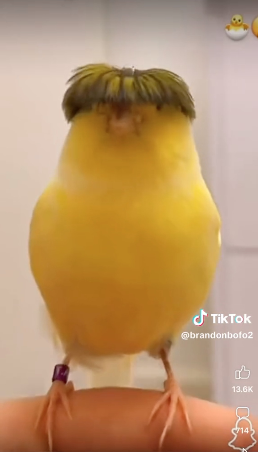 ¿Peso Pollito? Pájaro causa sensación en TikTok al lucir un peinado de ...