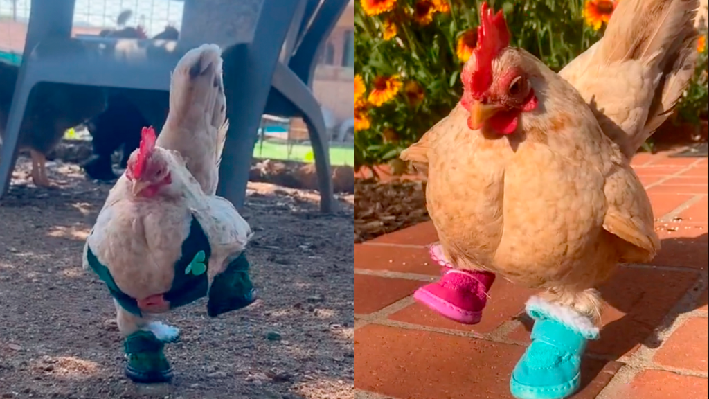 Conoce al pollito Calliope Nubz y la razón por la que siempre usa zapatos
