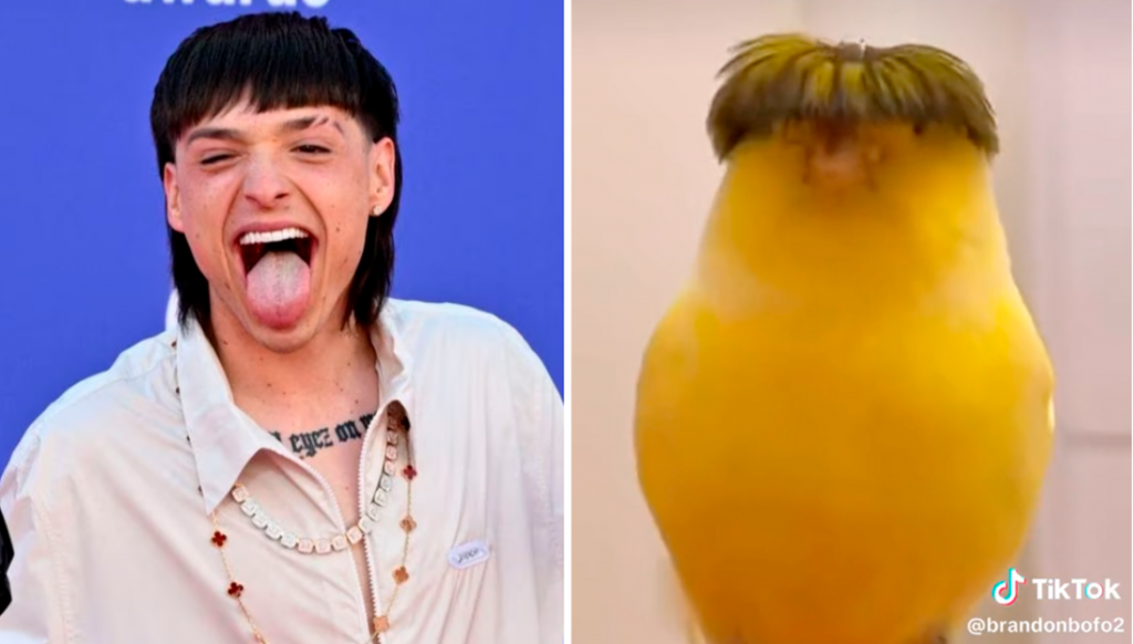 ¿Peso Pollito? Pájaro causa sensación en TikTok al lucir un peinado de ...