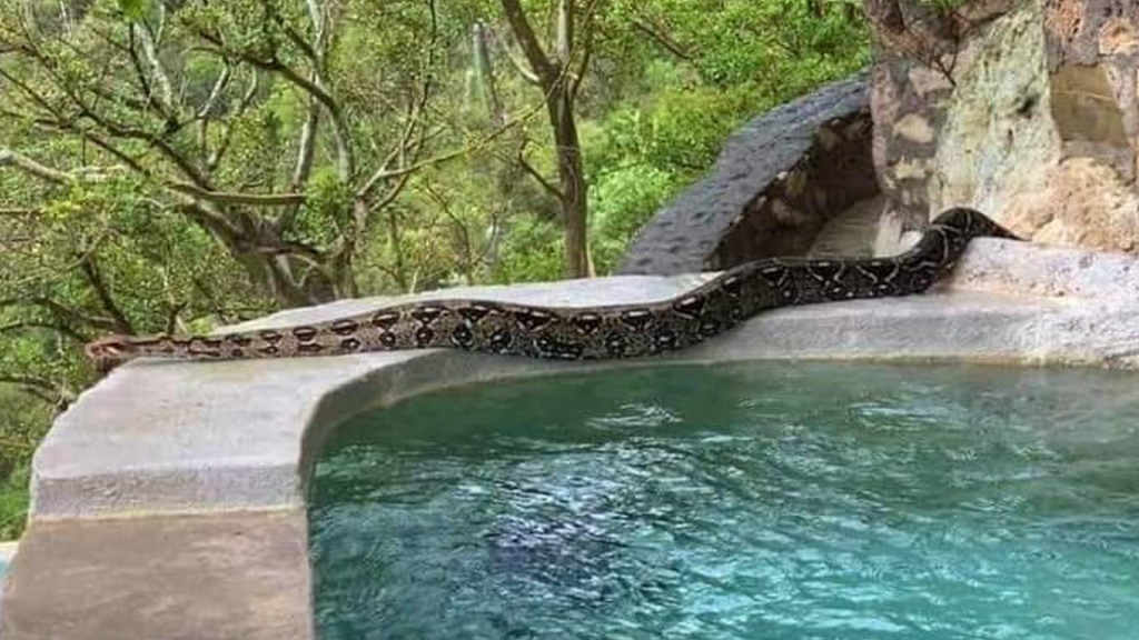 ¡Es la boa! Encuentran boa gigante en las Grutas de Tolantongo, Hidalgo ...