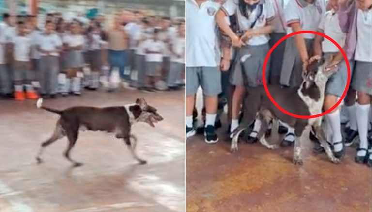 Lomito que vive en una primaria, recibe con cariño a los niños por su ...